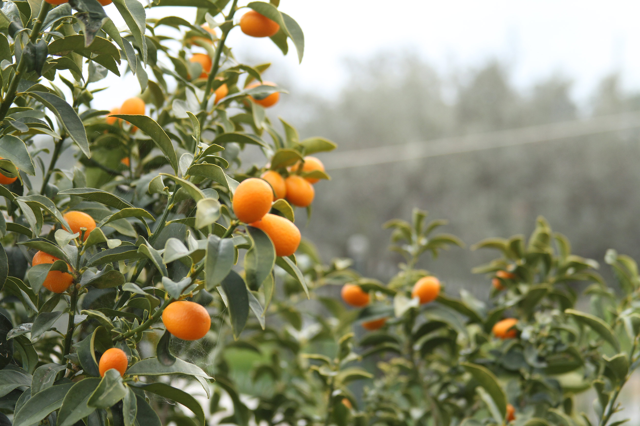 CITRUS FRUIT | You Go Culture