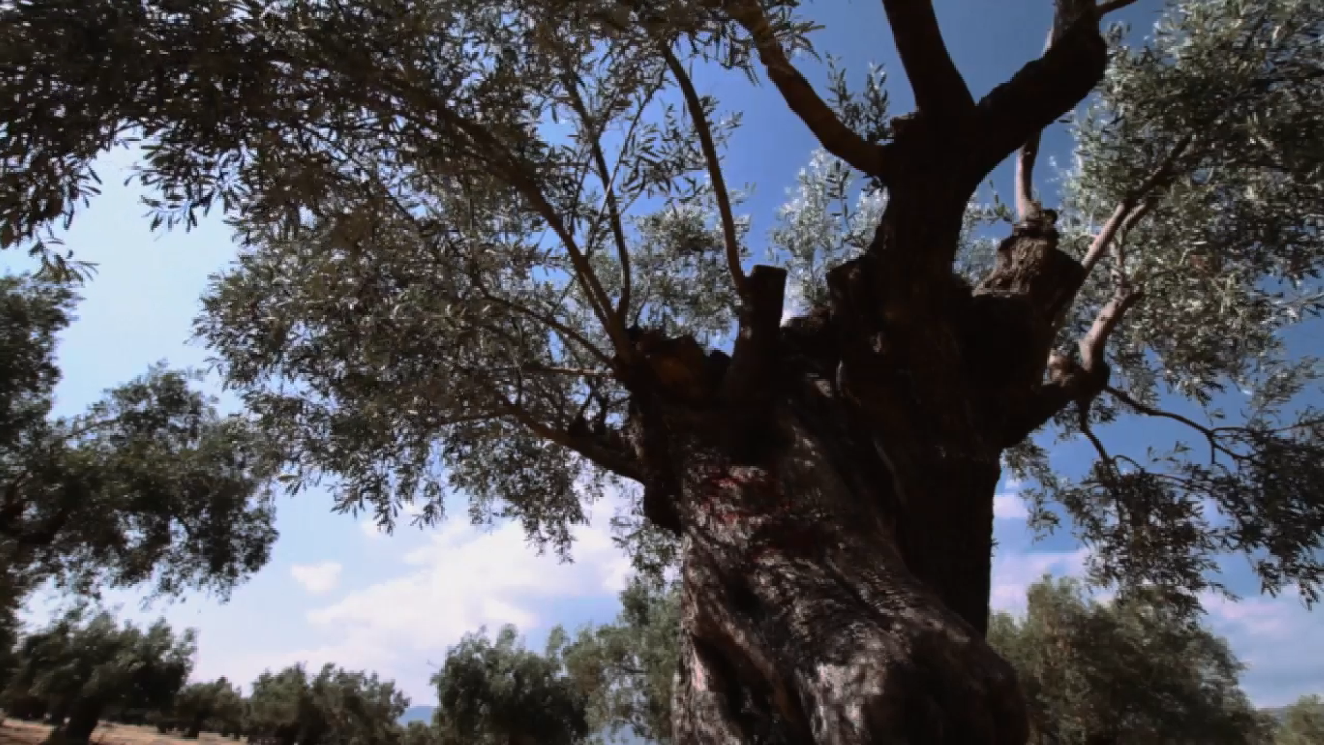 MEGARA OLIVE GROVE | YOUGOCULTURE | You Go Culture